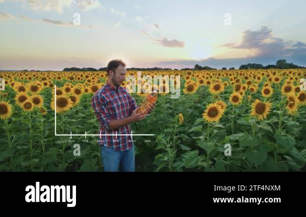 Animated graphs showing rising sunflower oil prices and worried ...