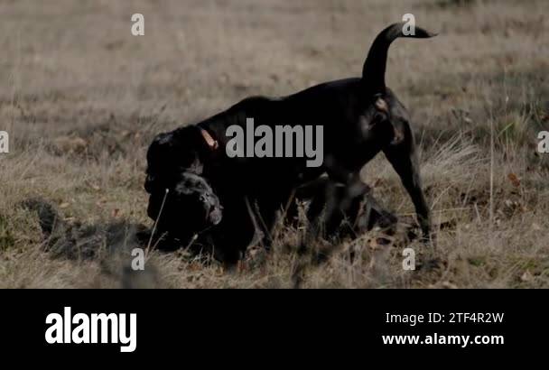 two adorable cane corso dog running and playing, sticking out tongue ...