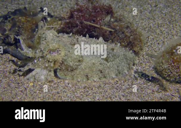 The camera very slowly approaches the Common cuttlefish (Sepia ...