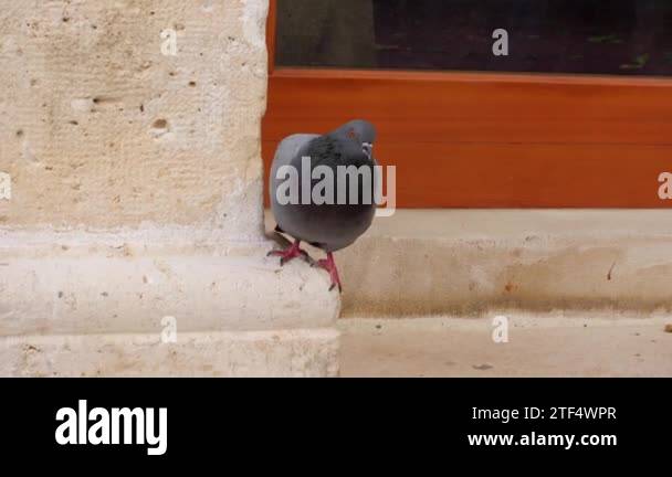 Window parapet Stock Videos & Footage - HD and 4K Video Clips - Alamy