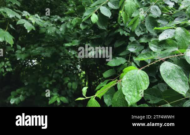 Beautiful leaves background Stock Videos & Footage - HD and 4K Video ...
