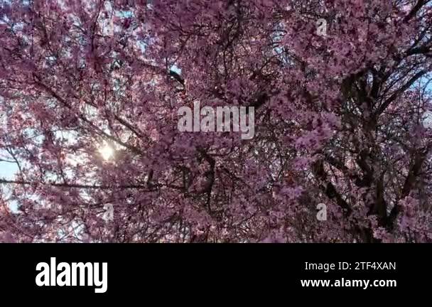 Sky through branches of cherry blossom tree Stock Videos & Footage - HD ...