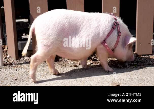 Pig in japan Stock Videos & Footage - HD and 4K Video Clips - Alamy