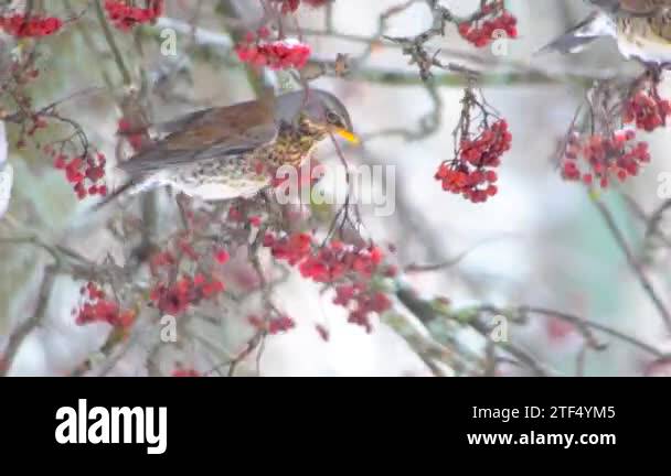 Winter colourful songbirds in the winter snow tree, feeding on red ...