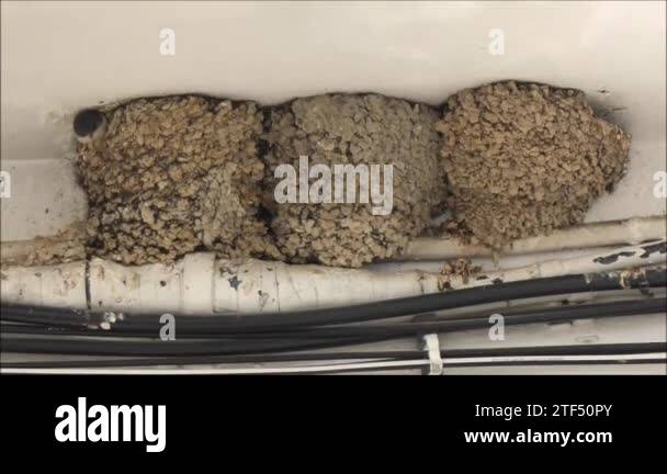 Swallow nest nests Stock Videos & Footage - HD and 4K Video Clips - Alamy