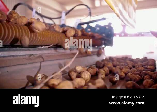 potato harvesting. close-up. automatic, machine cleaning of freshly ...