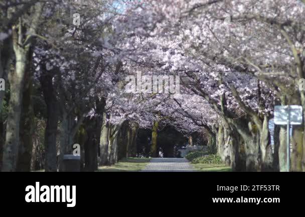 Cherry tree lined avenue Stock Videos & Footage - HD and 4K Video Clips ...