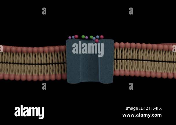 Phospholipid bilayer cell membrane Stock Videos & Footage - HD and 4K ...