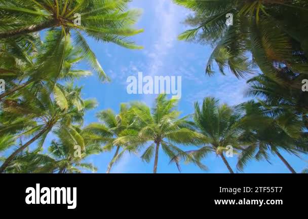 Bottom view of a coconut palm tree on the beach. Green coconut palm ...
