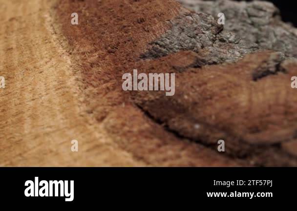 Structure of a stump fibre and bark from a saw cut tree trunk. Plant ...