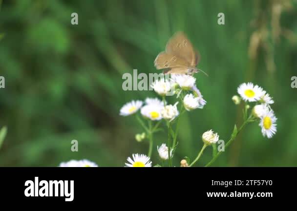 Nectar feeding insect Stock Videos & Footage - HD and 4K Video Clips ...