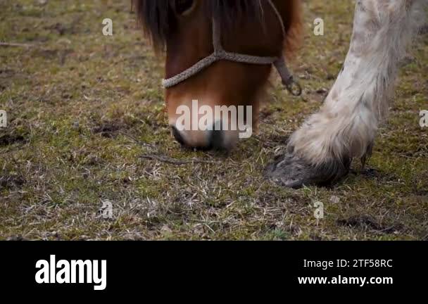 Poor grass Stock Videos & Footage - HD and 4K Video Clips - Alamy