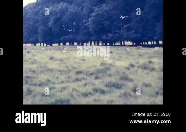 copenhagen,Denmark april 18 1970:forest with wild animals in denmark in ...