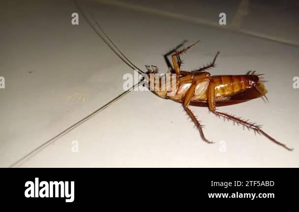 Cockroaches are insects of the order Blattodea, which also includes ...