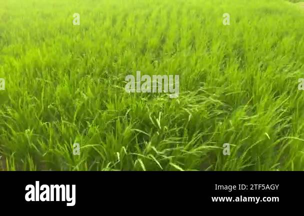 Green rice field grass Stock Videos & Footage - HD and 4K Video Clips ...