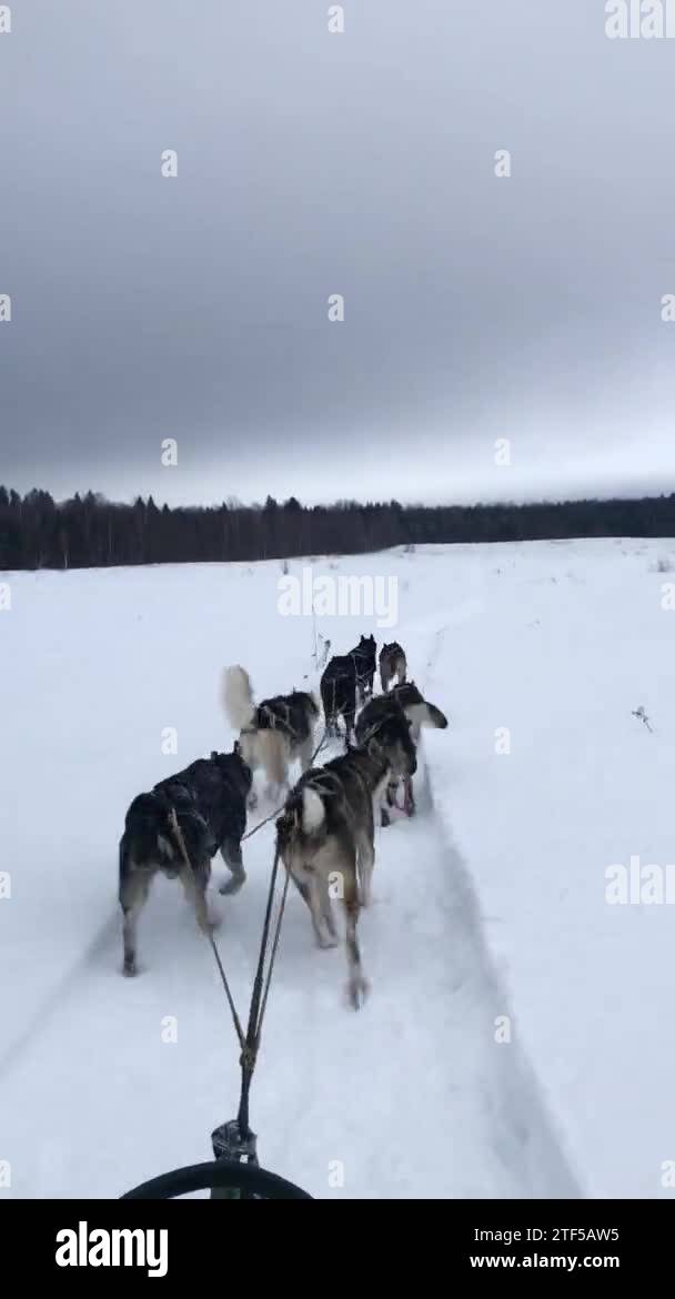 Vertical video for stories and social media. Team northern sled dogs ...
