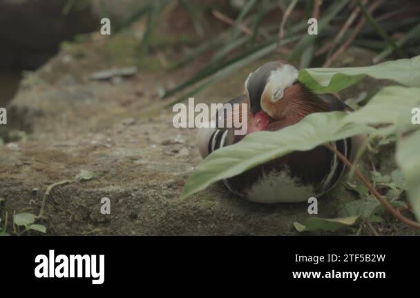 Beautiful Mandarin duck Aix galericulata perching duck species native ...