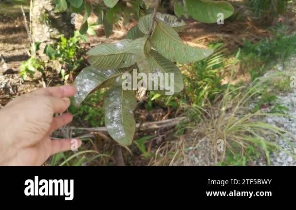white fuzzy parasite infesting the guava leaves Stock Video Footage - Alamy
