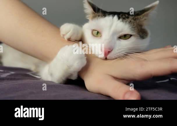 Tabby cat biting hand Stock Videos & Footage - HD and 4K Video Clips ...