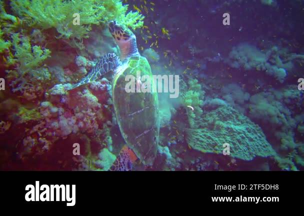 Green sea turtle (Chelonia mydas) eating sea sponges on a coral reef ...