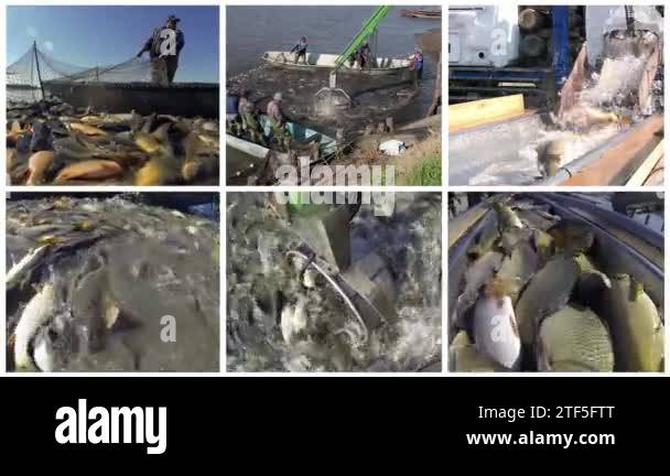 Sustainable fish farming Stock Videos & Footage - HD and 4K Video Clips ...