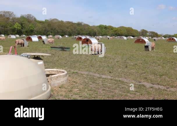 Pigs feeding from trough at modern piggery pig farm. Agriculture view ...