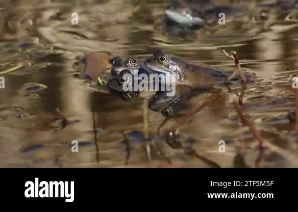 Common Frogs, Rana temporaria, just out of hibernation in spring in a ...
