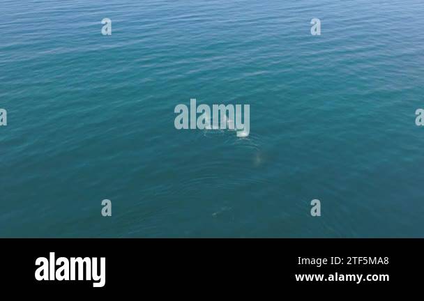 Grey whales hunting in Stock Videos & Footage - HD and 4K Video Clips ...