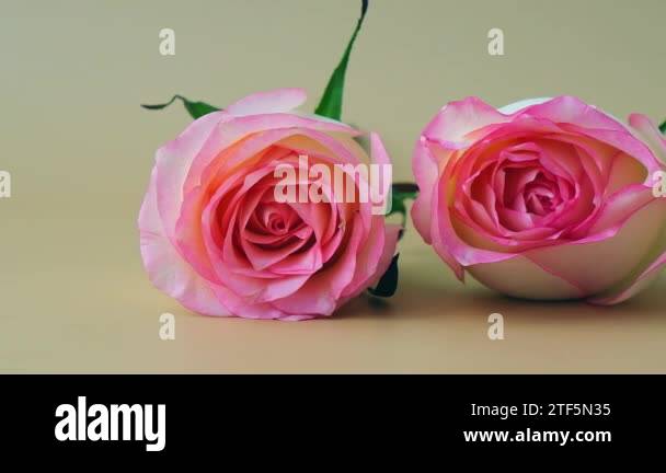 Pink roses aesthetic Stock Videos & Footage - HD and 4K Video Clips - Alamy