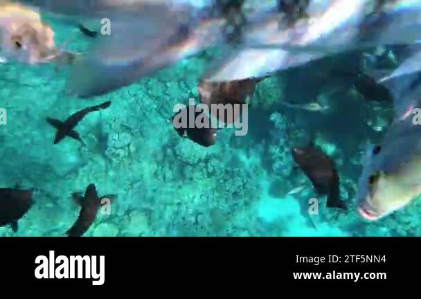 Filming under water. Underwater shooting. Coral reef. The underwater ...