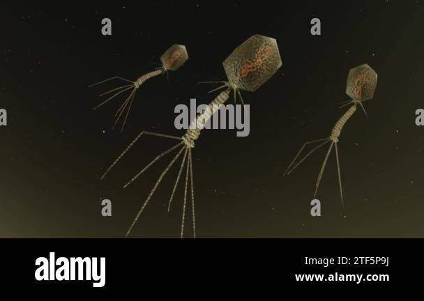 Dna of a bacteriophage Stock Videos & Footage - HD and 4K Video Clips ...