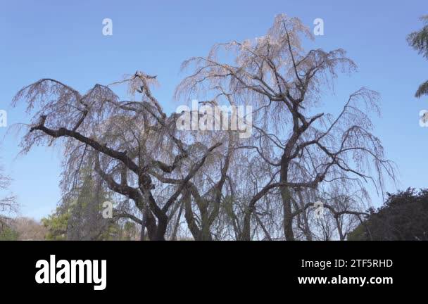 Tokyo, Japan - April 2, 2022: Weeping cherry tree in the morning in ...