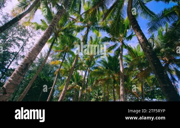 Bottom view of a coconut palm tree on the beach. Green coconut palm ...