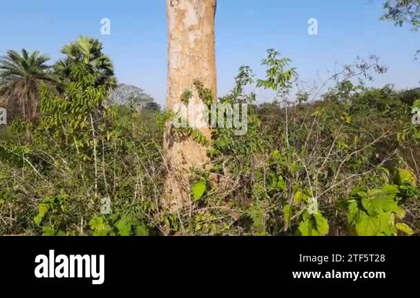 Ficus religiosa tree in blue sky background. It is also known as ...