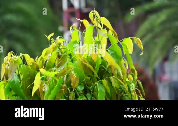 Polyalthia longifolia (glodokan, glodogan tiang ) with a natural ...