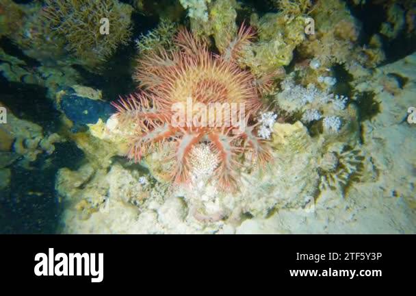 Echinoderm marine animal wildlife reef coral ocean starfish Stock ...