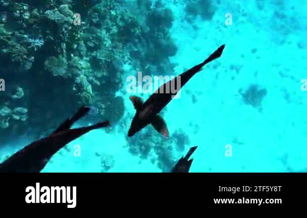 Filming under water. Underwater shooting. Coral reef. The underwater ...