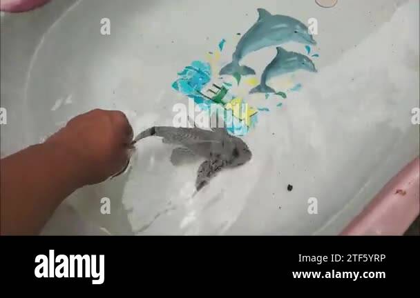 Loricariidae or commeon pleco Clean fish wink at the aquarium. close up ...