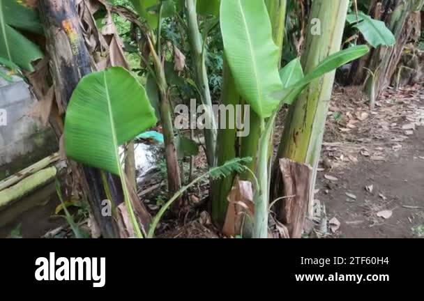 Clump of bananas Stock Videos & Footage - HD and 4K Video Clips - Alamy