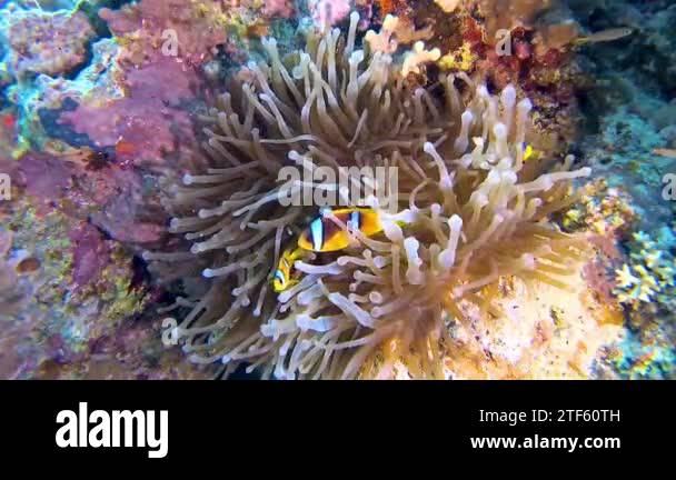 Clown fish, Anemonefish (Amphiprion ocellaris) swim among the tentacles ...