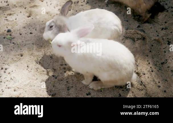 Rabbits with beautiful eyes Stock Videos & Footage - HD and 4K Video Clips - Alamy