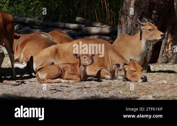 Family of Banteng, Bos javanicus or Red Bull. It is a type of wild ...