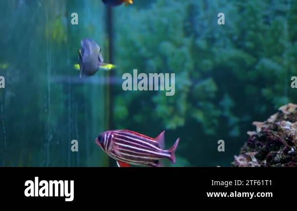 Tropical exotic striped fish Stock Videos & Footage - HD and 4K Video ...
