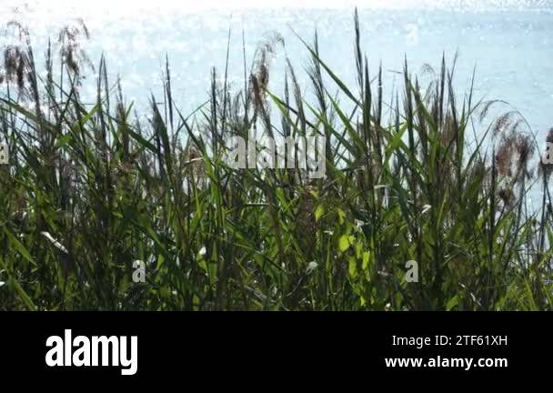 Bent over stems Stock Videos & Footage - HD and 4K Video Clips - Alamy