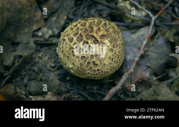 Common earth ball fungus scleroderma Stock Videos & Footage - HD and 4K ...
