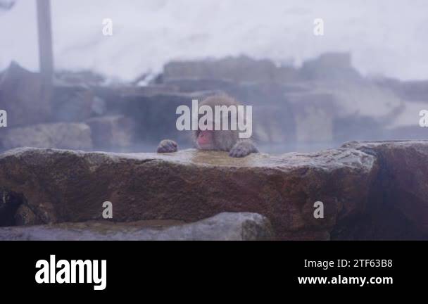 Japanese Macaque Bathing in Hot Springs at Jigokudani, Yamanouchi ...