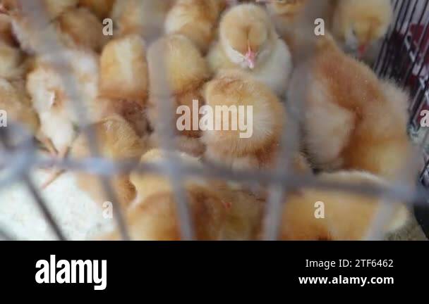 Baby chicken Stock Videos & Footage - HD and 4K Video Clips - Alamy