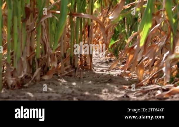 Dry corn field in drought period and extreme heat period shows global ...