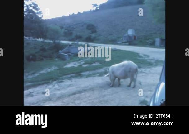 Pig family in sardinia Stock Videos & Footage - HD and 4K Video Clips ...