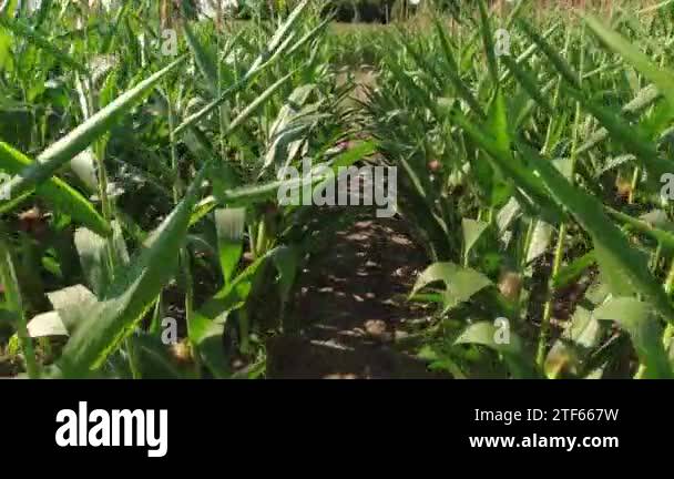 Corn maize close up, agriculture field, young green corn seedling crops ...